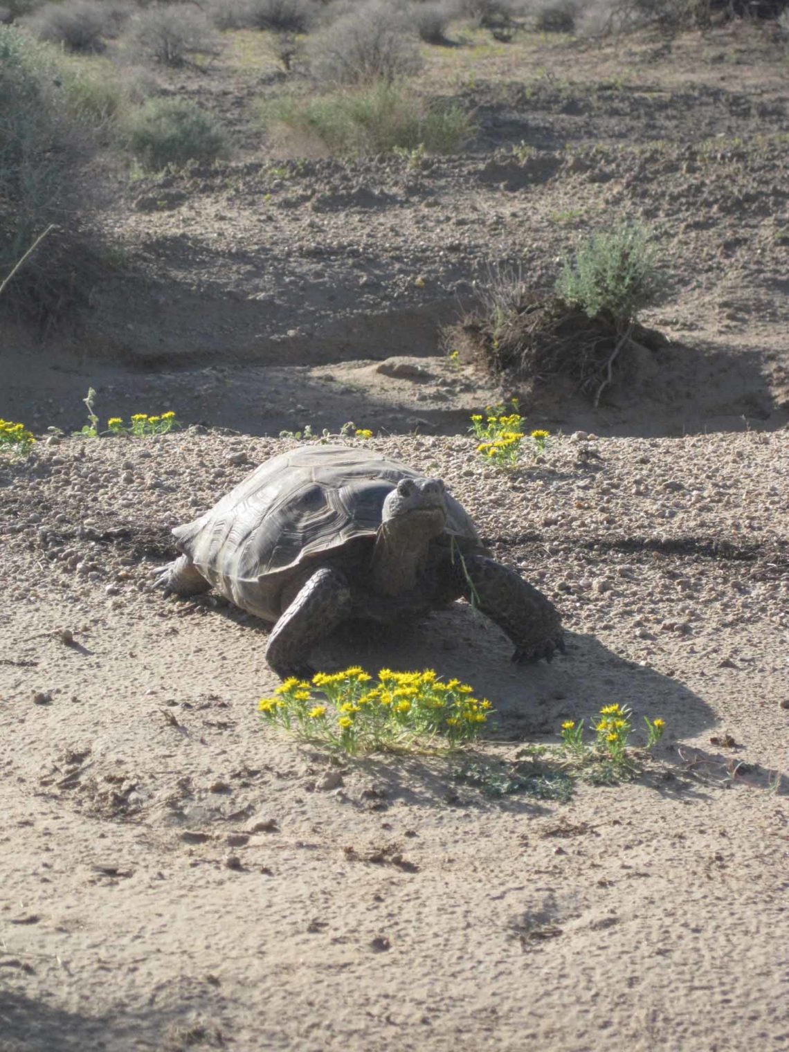 UGA’s SREL scientists give desert tortoises in California a head start ...