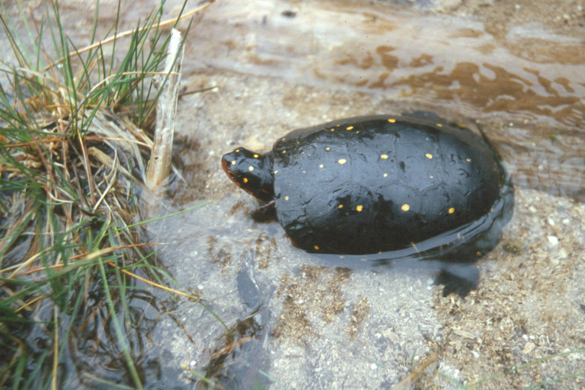 Where have all the turtles gone, and why does it matter?