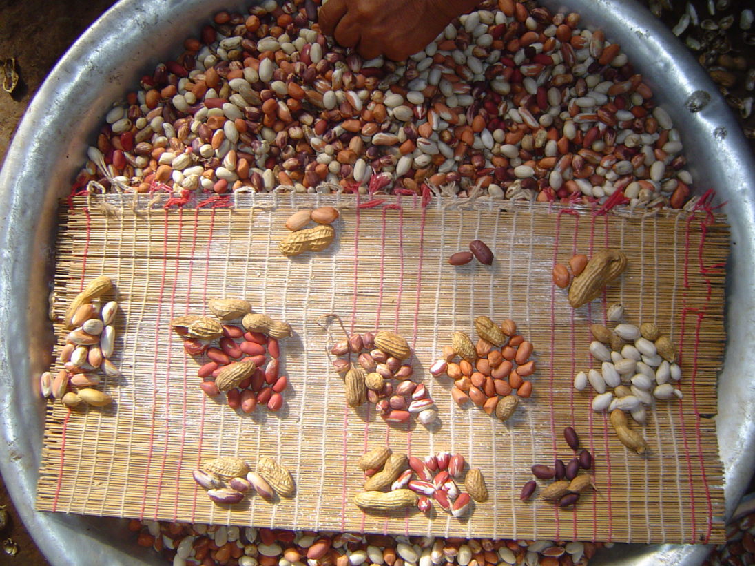 UGA scientists trace the origins of the peanut