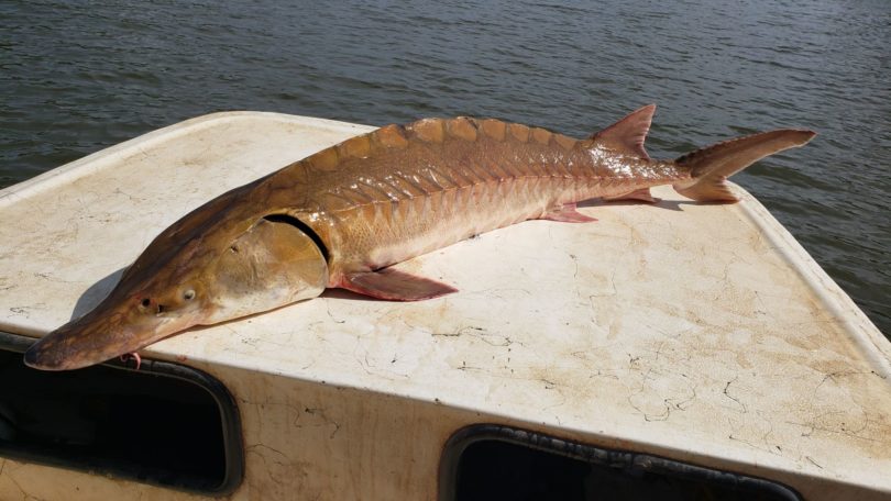 Wildlife studies show damage wrought by major storms