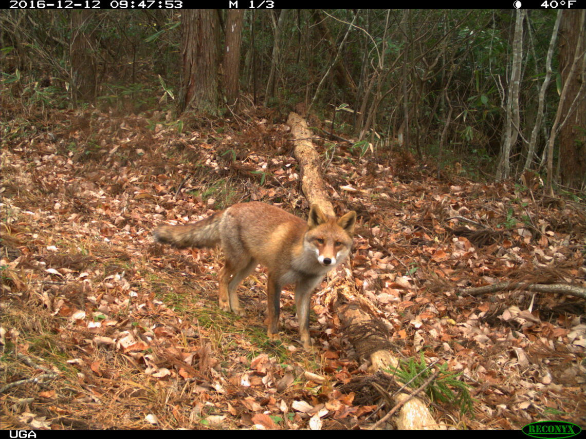 Study shows animal life thriving around Fukushima