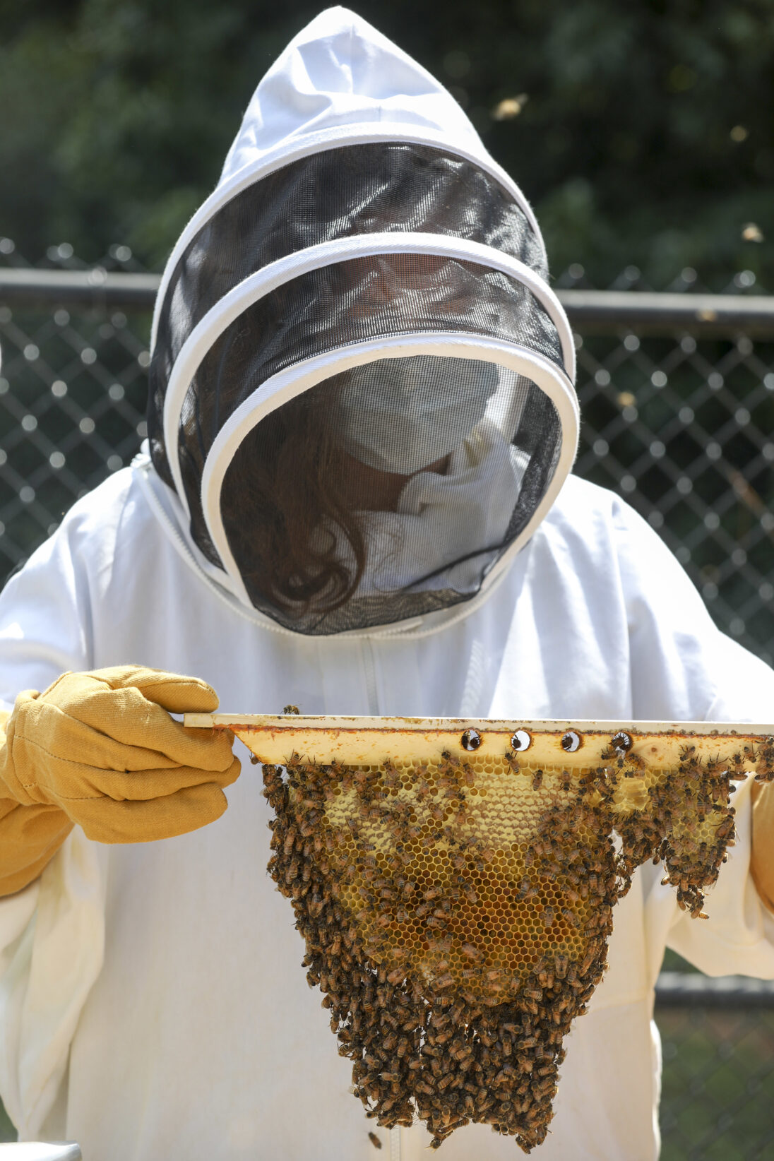 New beehives added for veterinary training