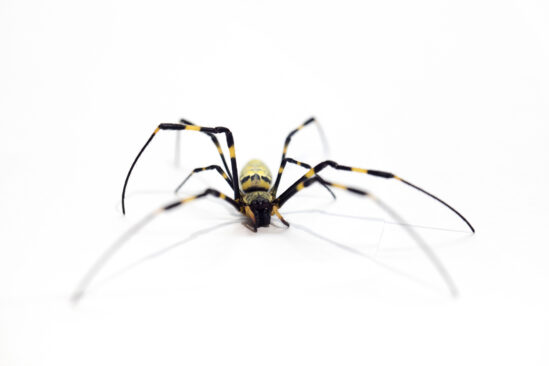 Like it or not, Joro spiders are here to stay