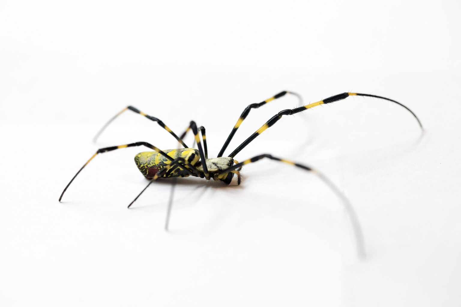 Like it or not, Joro spiders are here to stay