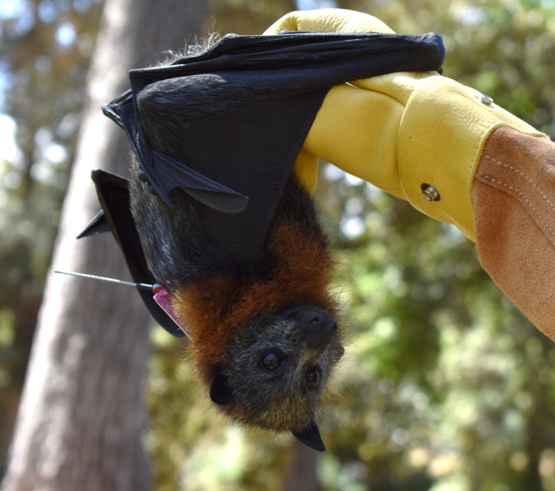 Toxic pollutants can impact wildlife disease spread - UGA Today