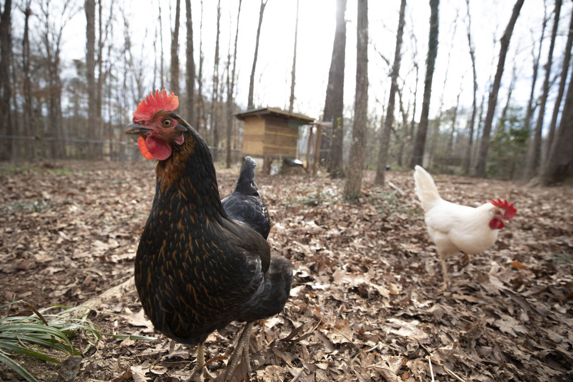 Contact between wild birds and backyard chickens is risky