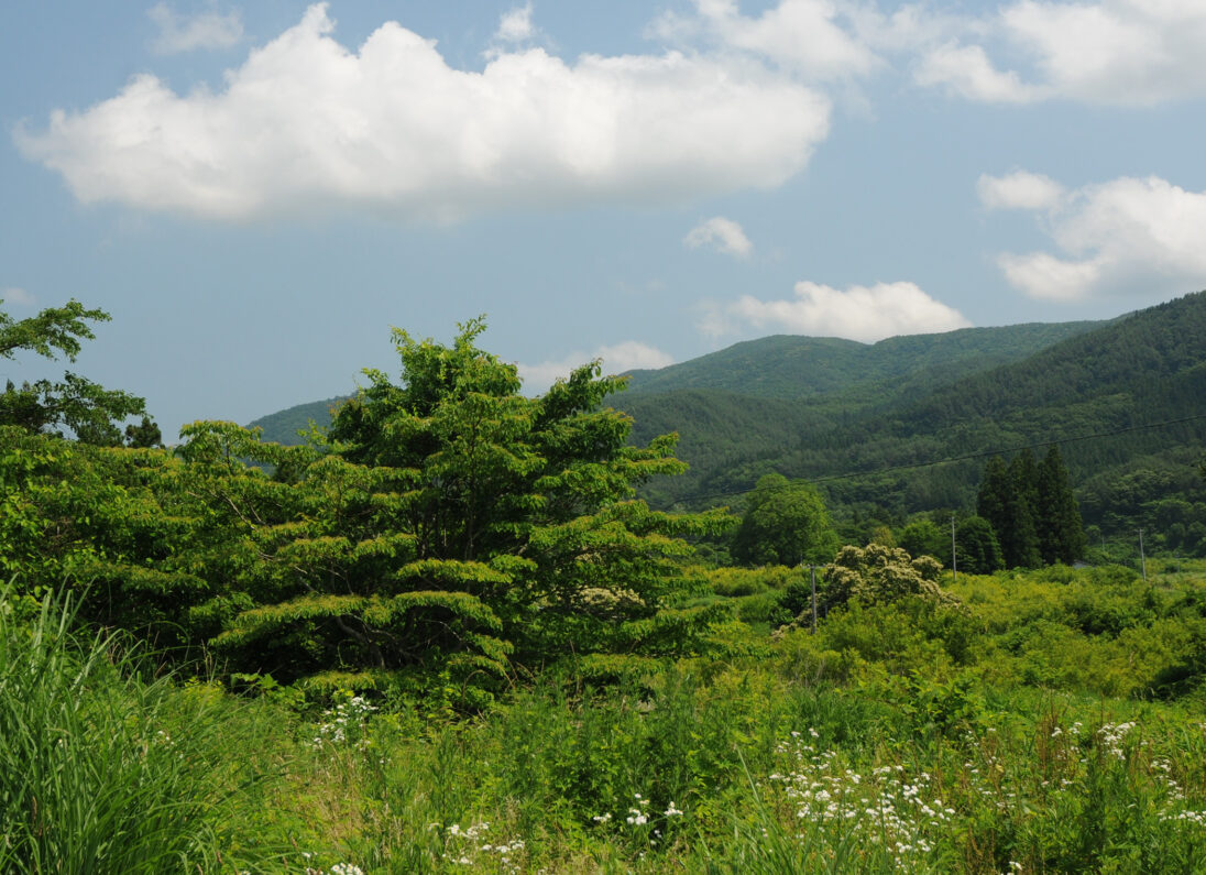 Wildlife reclaims habitat in Fukushima’s nuclear exclusion zone 10 ...