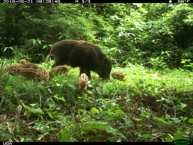 Wildlife reclaims habitat in Fukushima’s nuclear exclusion zone 10 ...