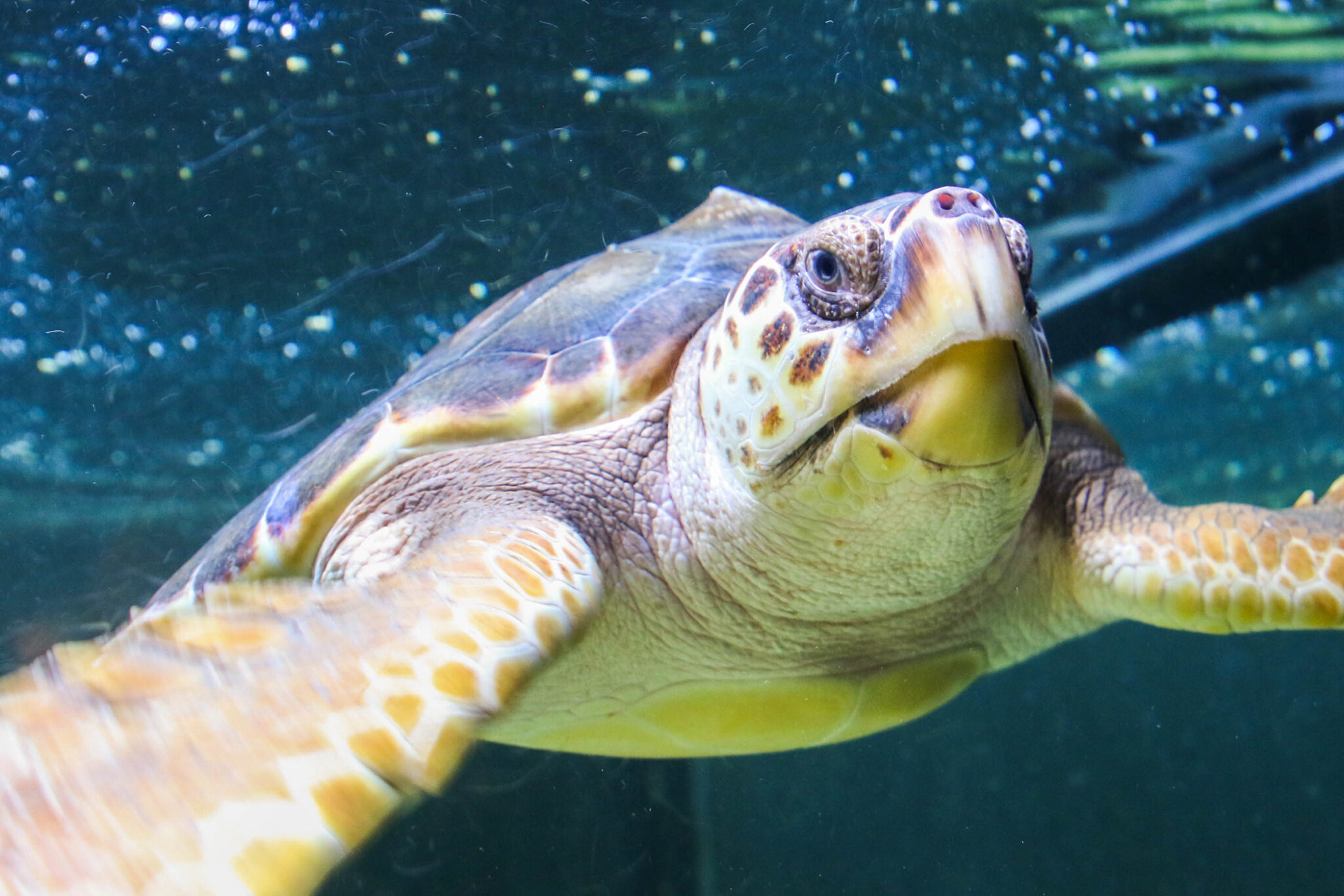 Sea turtle educates thousands then returns to ocean - UGA Today