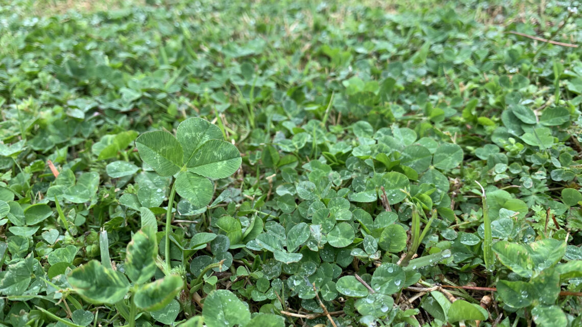 The science and secrets of four-leaf clovers