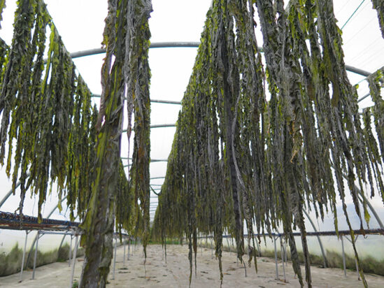 Student works to revolutionize seaweed industry