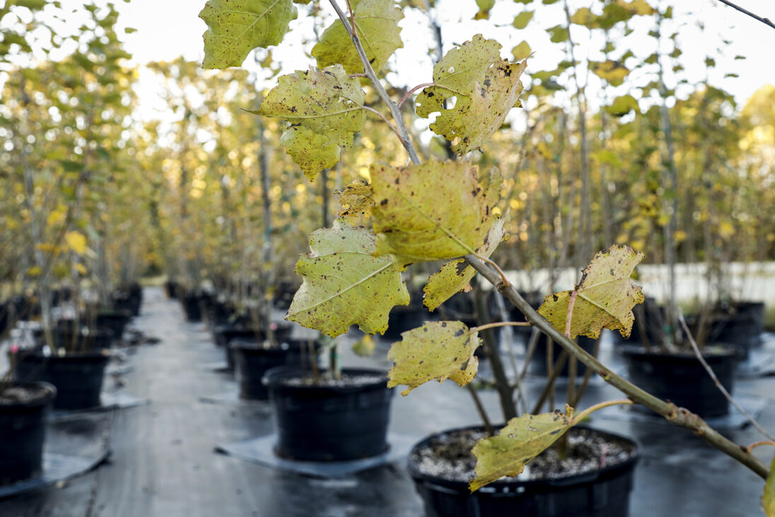 Project examines how trees’ cells work during winter dormancy
