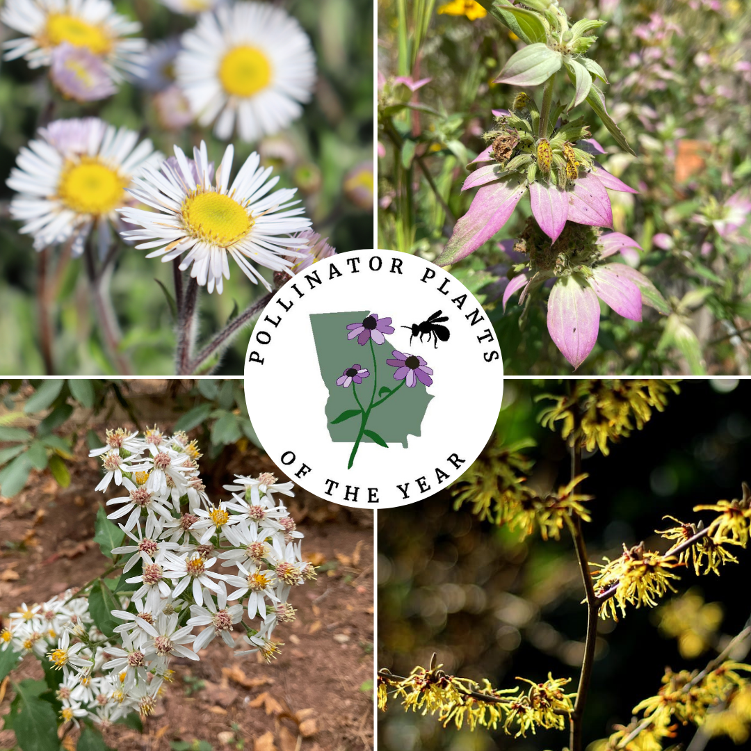 Garden selects Georgia’s Pollinator Plants of the Year - UGA Today