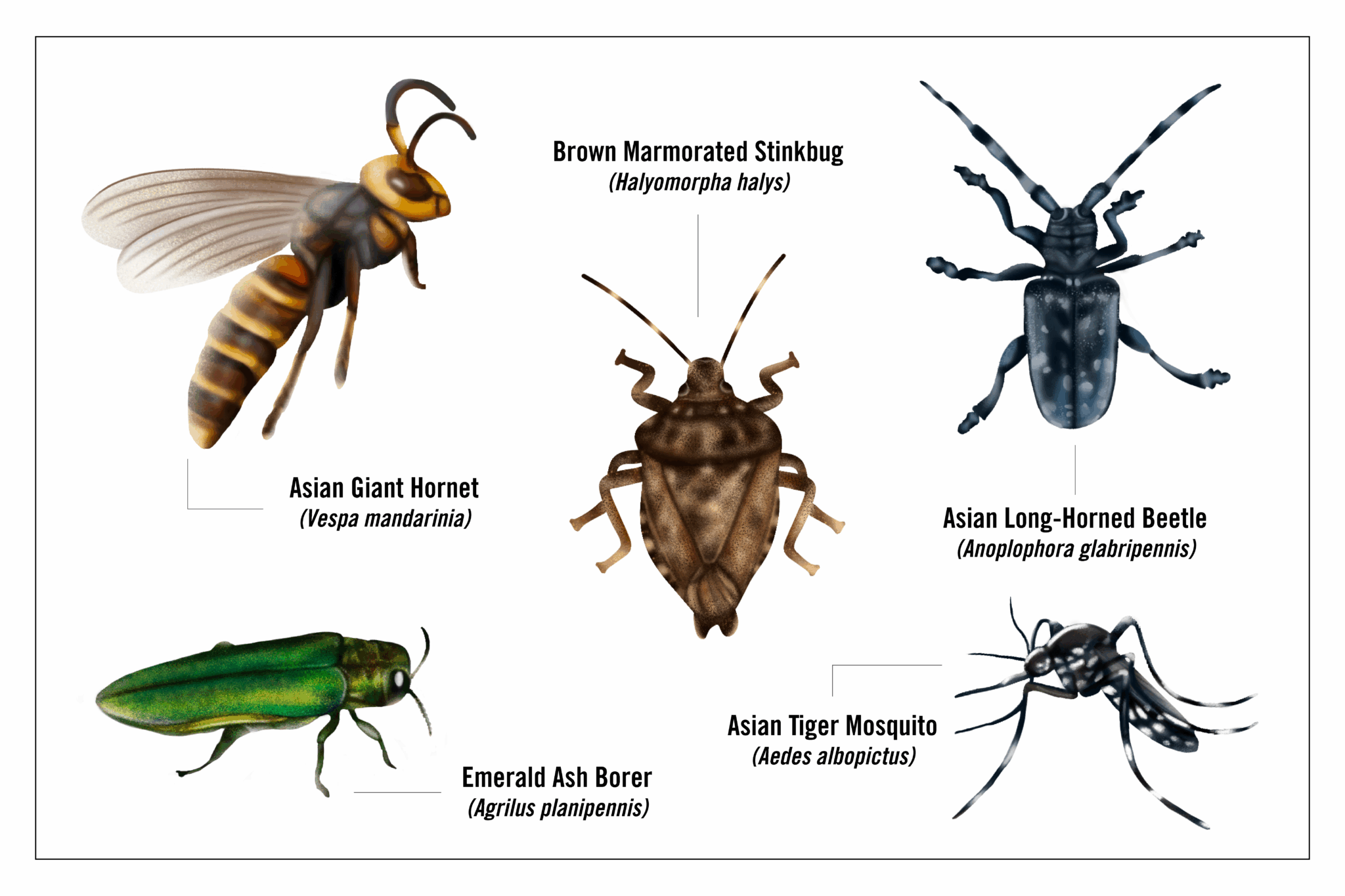 Invasive Insects in the US - UGA Today
