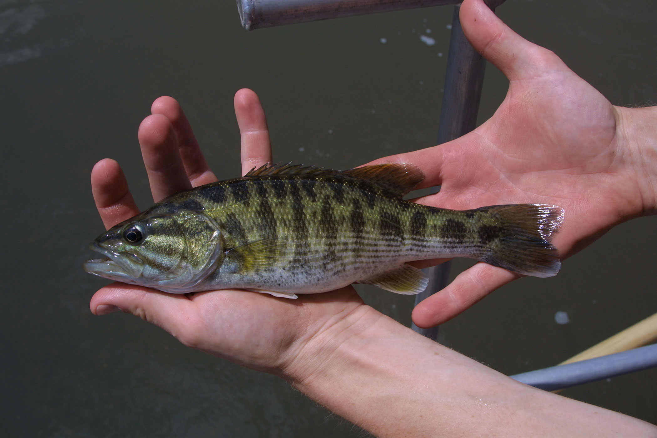 UGA ecologists document two new species of bass - UGA Today